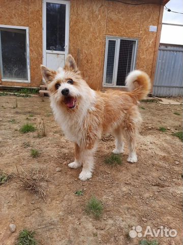 Пострадавшая от живодеров собачка Плюшка ищет дом