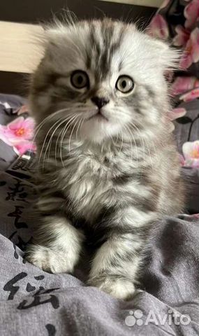 Британская длинношерстная кошечка(котенок)