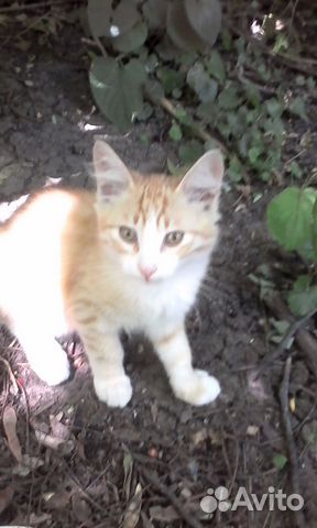 Котик рыжий - счастье в дом