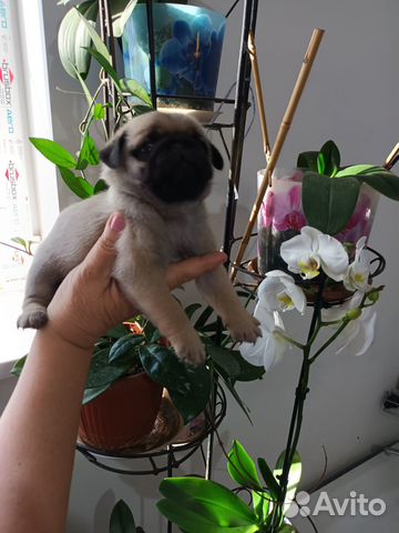 Щенки мопса