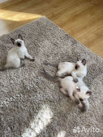 Тайские котята