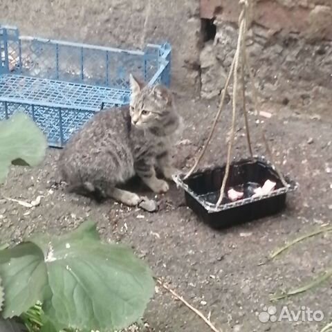 Кошечка ищет дом