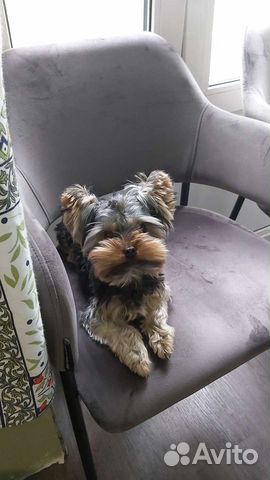 Кабель на случку