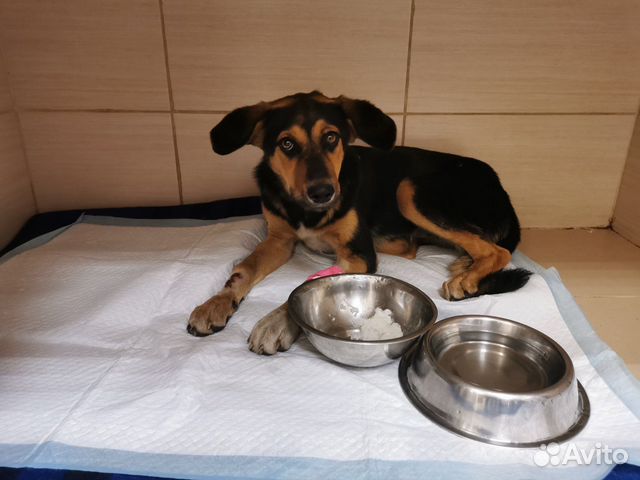 Собака в добрые руки