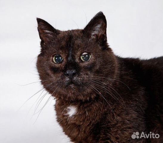 Котик Джокер в добрые руки