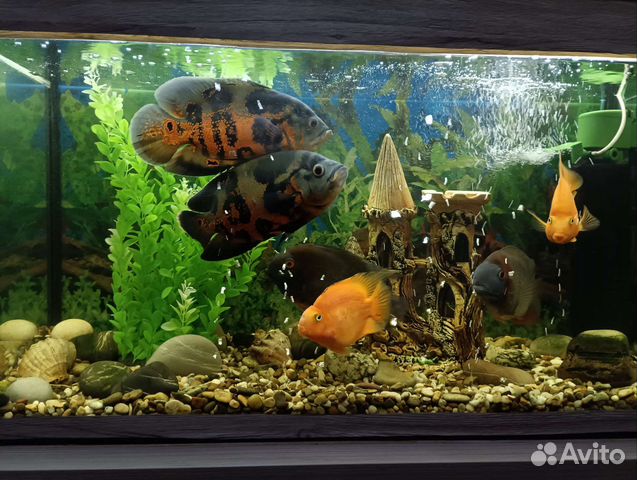 Аквариумные рыбы большие