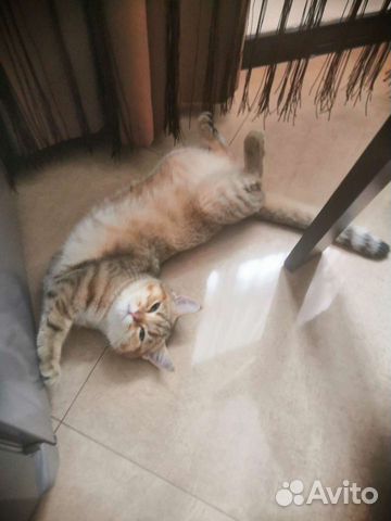 Кошки