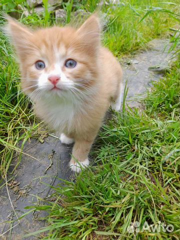 Котик