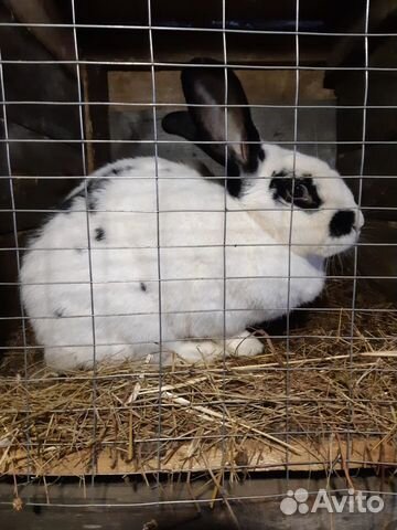 Продам кроликов