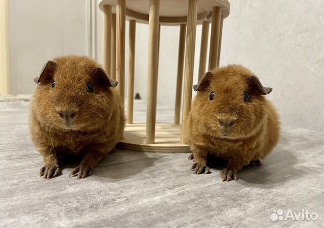 Морские свинки, Американский тедди, самцы