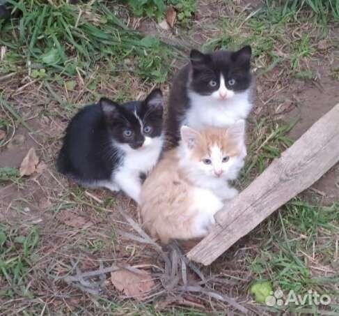 Котята остаются на даче на зиму