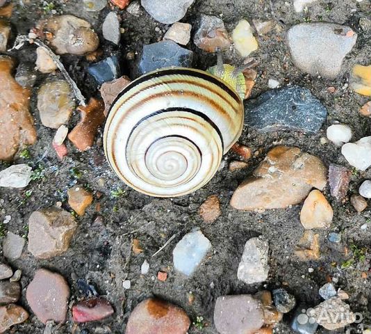 Улитки караколусы