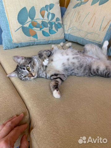 Кошки в добрые руки бесплатно