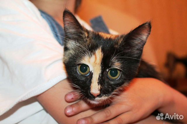 Трехцветный котенок девочка в добрые руки