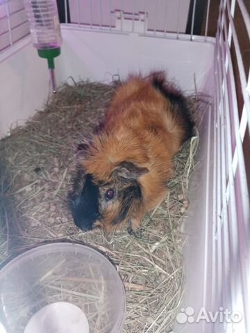 Отдам морскую свинку