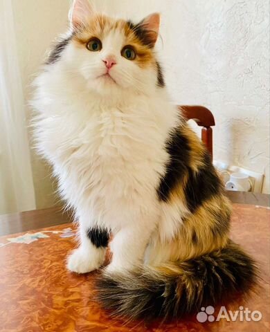 Кошечка трёх цветка в добрые руки