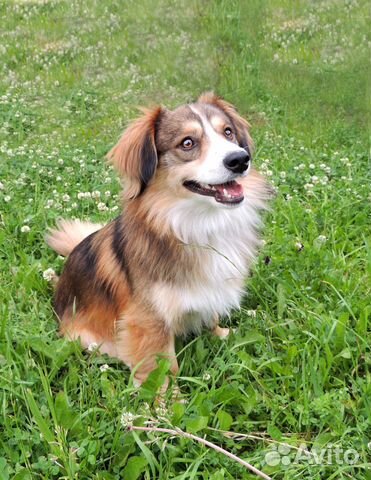 Маленький песик в дар