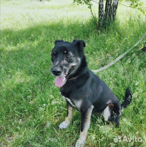 Багги ищет дом