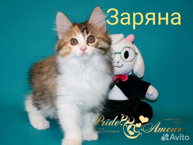 Курильский бобтейл