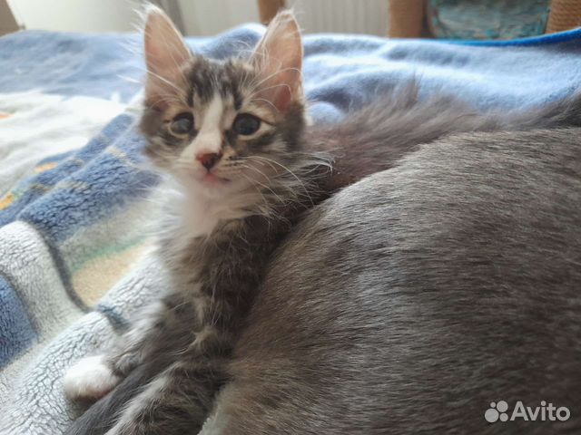 Особенный котёнок