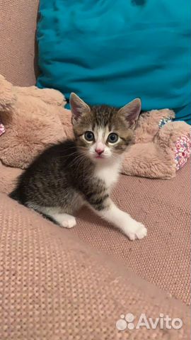 Нежный котеночек