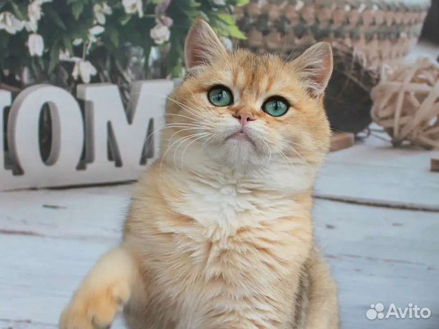 Золотой котенок