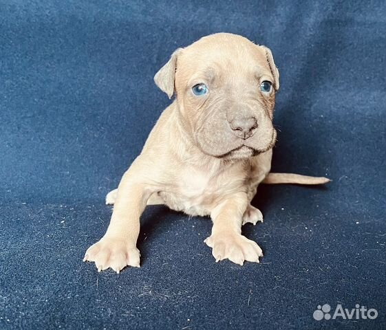 Спортивные щенки прайтер