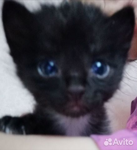 Котенок девочка в добрые руки