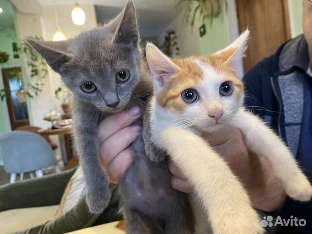 Котята бесплатно