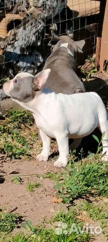 Бело голубая девочка