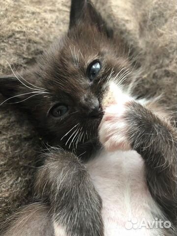 Кошечка Чернышка