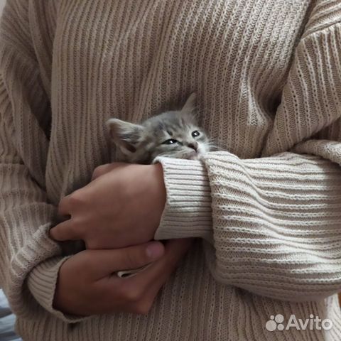 Котенок Халва ищет добрые руки