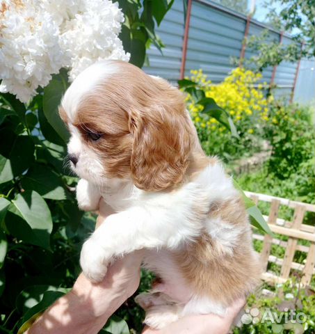 Кинг чарльз спаниель щенки