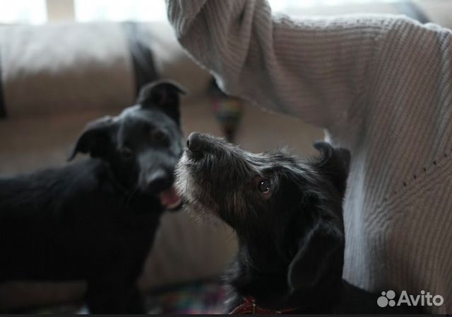 Сестрички-нуар Коко и Шанель в дар в добрые руки