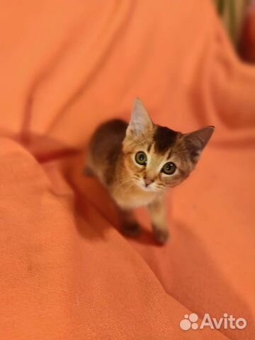 Абиссинские котята