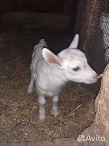 Козье молоко