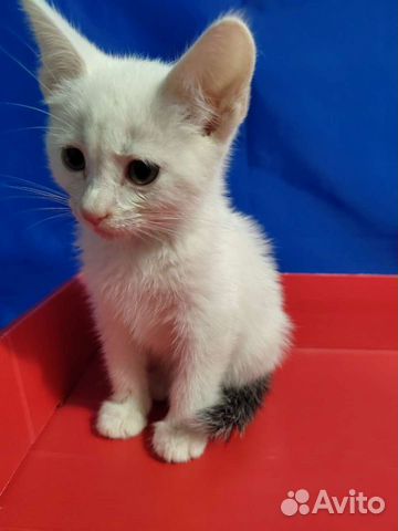 Котенок в добрые руки