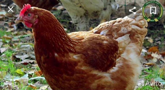 Куры несушки ломан браун