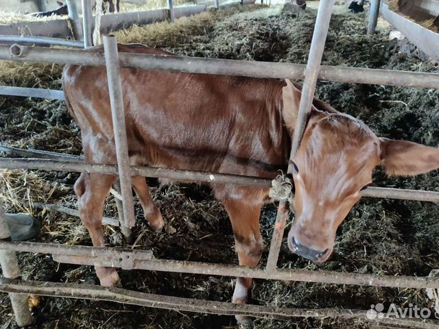 Телята бычек