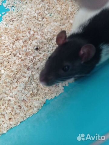 Крыса с клеткой