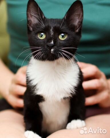 Котёнок в добрые руки