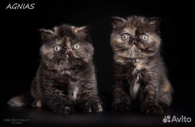 Экзотические девочки (короткошерстные персианки)