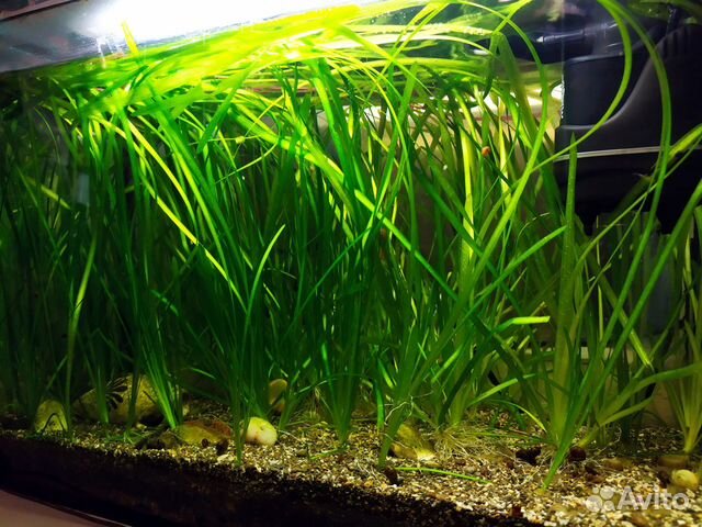 Валлиснерия нана (Vallisneria nana)