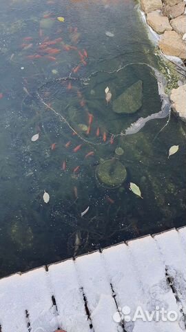 Комета (карась)