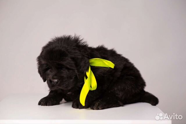 Тибетский мастиф мальчик сплошной чёрный окрас RKF