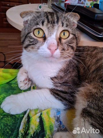Кошка скотиш фолд