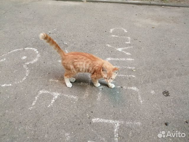 Рыжий котенок в добрые руки