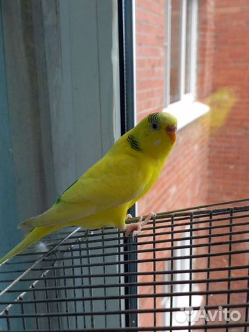 Волнистый попугай самка