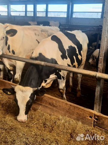 Бычки от 3х недель
