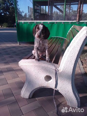 Отдам в добрые руки девочка курцхаара